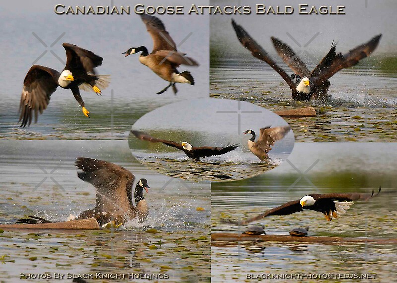"Canadian Goose vs Bald Eagle 2" by Randy Giesbrecht | Redbubble