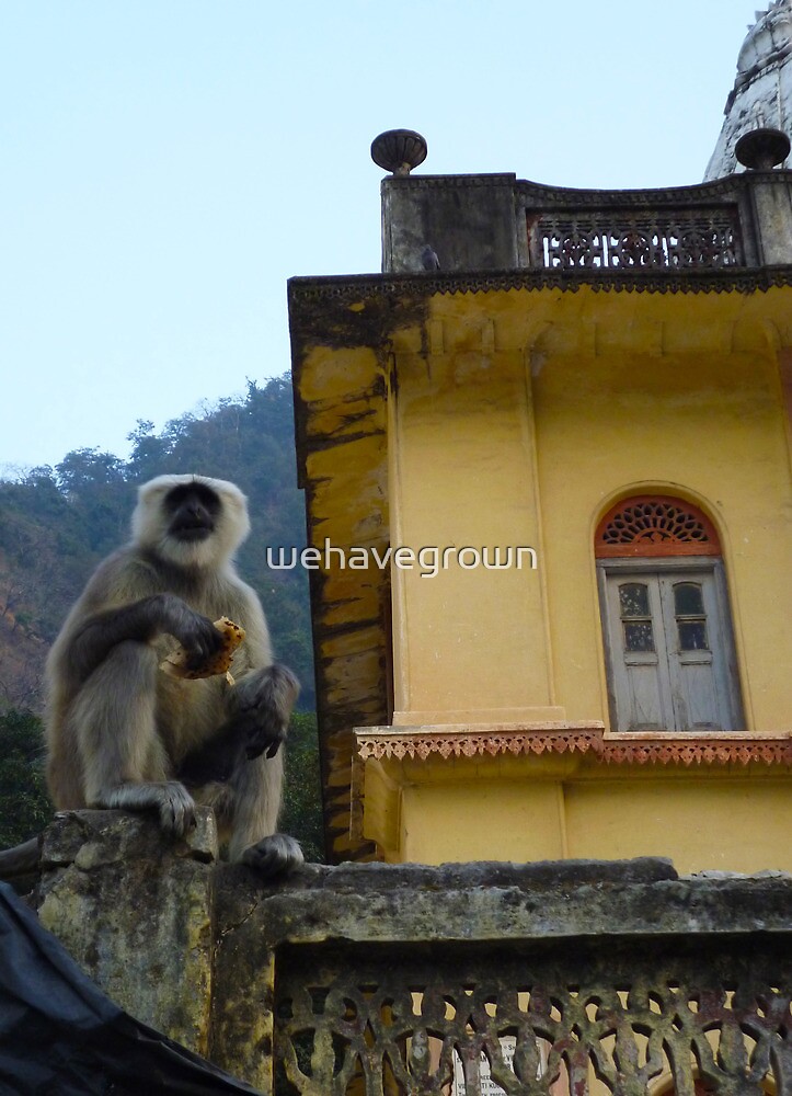 "Baboon in India at the foot of the Himalayas." by wehavegrown | Redbubble
