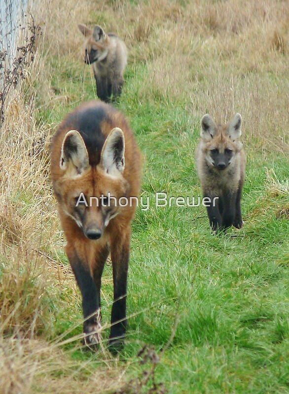 "Maned wolf family" by Anthony Brewer | Redbubble
