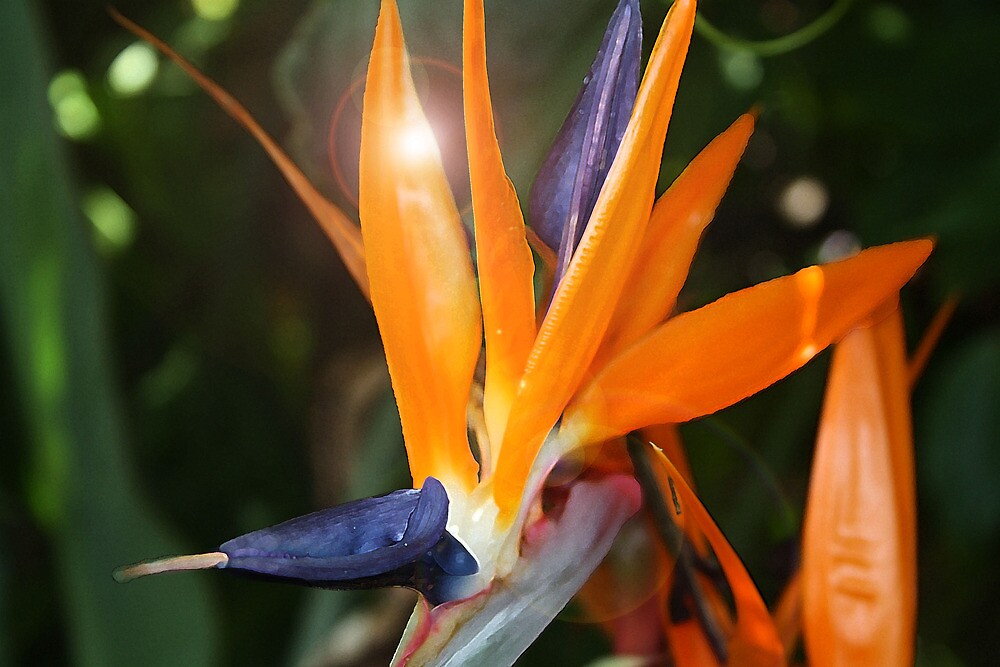"Passion In Paradise ~ Bird of Paradise Flower with Flare" by Melissa ...