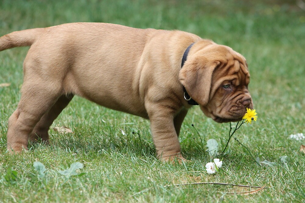 "Dogue de Bordeaux Puppy Stops and Smells the Flowers" by bobdakseb ...