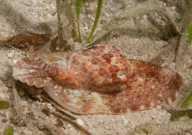 "Harp snail, Papua New Guinea" by Erik Schlogl | Redbubble