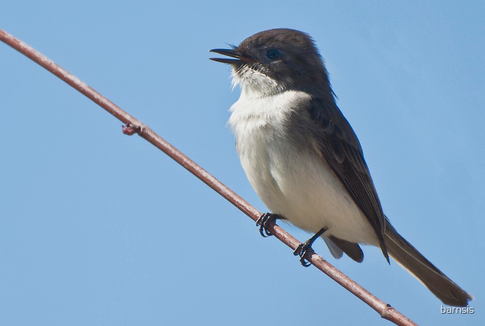 "Eastern Flycatcher ~ Best Viewed Large" by barnsis | Redbubble