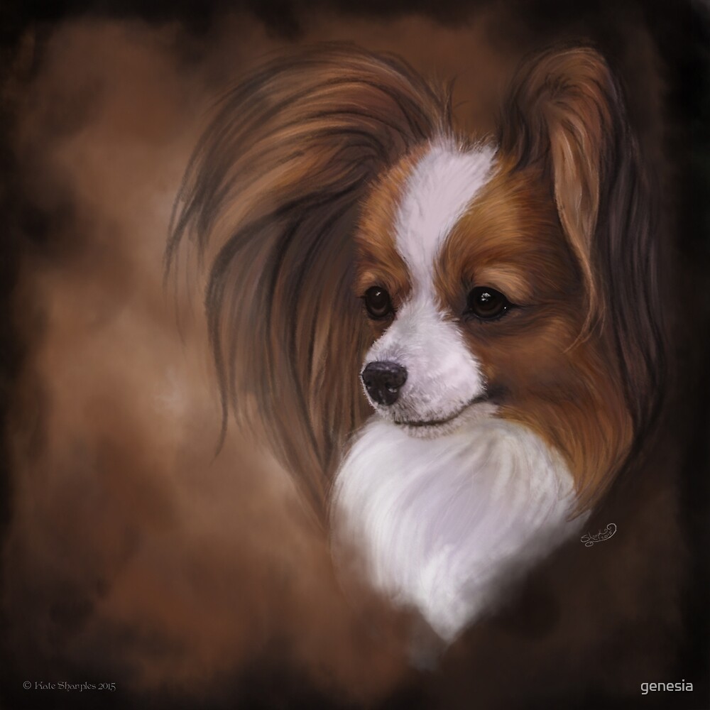 "Papillon Red Sable and White" by genesia | Redbubble