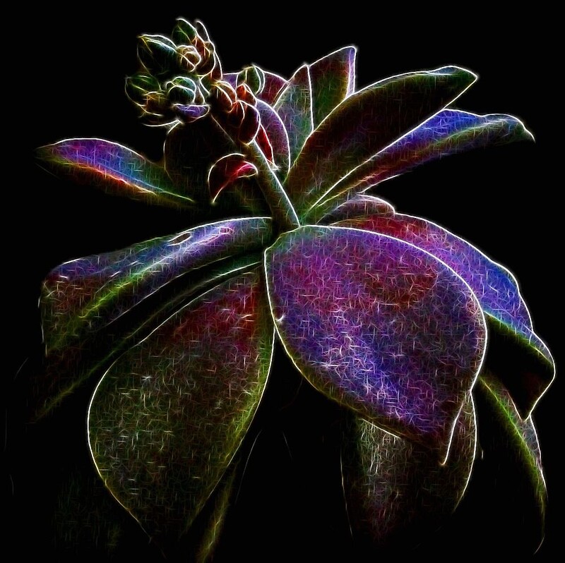 "Enjoy The Wild Fractal Silence" by Atılım GÜLŞEN | Redbubble