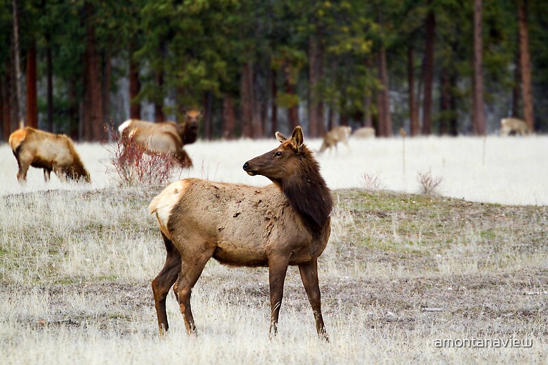"Looking over her shoulder, cow elk in the spring" by amontanaview ...