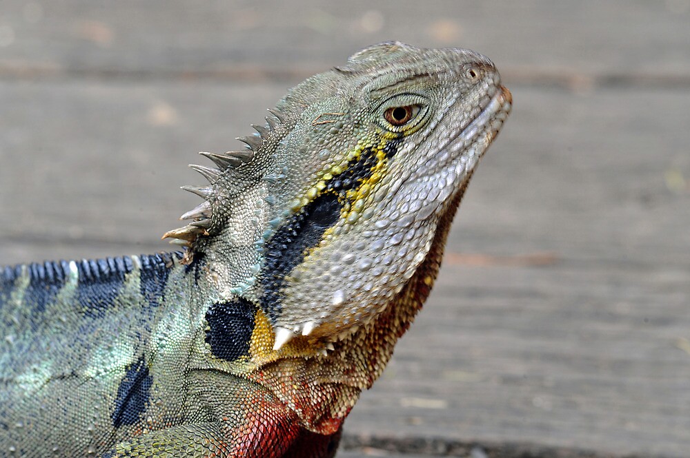 « The Australian Eastern Water Dragon. Brisbane, Queensland, Australia ...