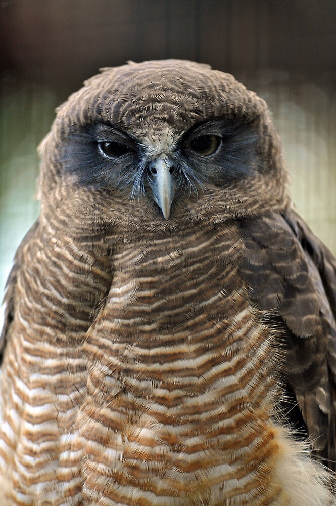 "Rufous Owl. Brisbane Queensland, Australia. (2)" by Ralph de Zilva ...