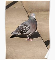 Pigeon: Posters | Redbubble