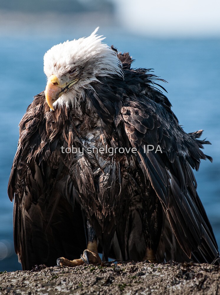 "A Very Sick Eagle" by toby snelgrove IPA | Redbubble