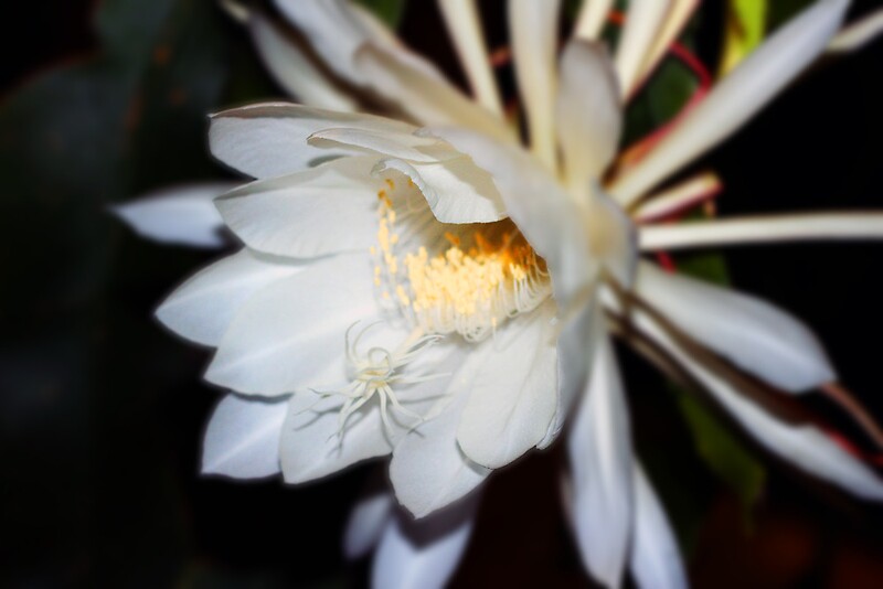 "Queen of the Night Flower in Colour" by photosbybec | Redbubble