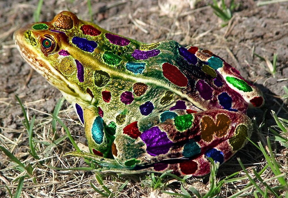 "Magic Toad" by sburbine | Redbubble