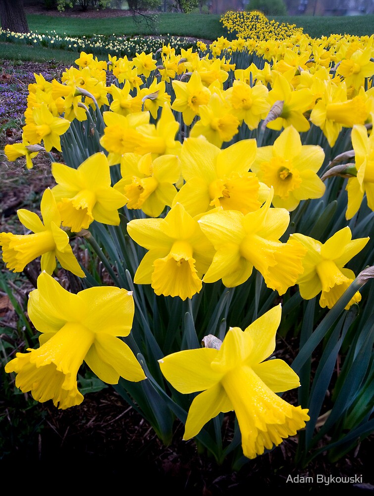 « Depth of Daffodil Field » par Adam Bykowski | Redbubble