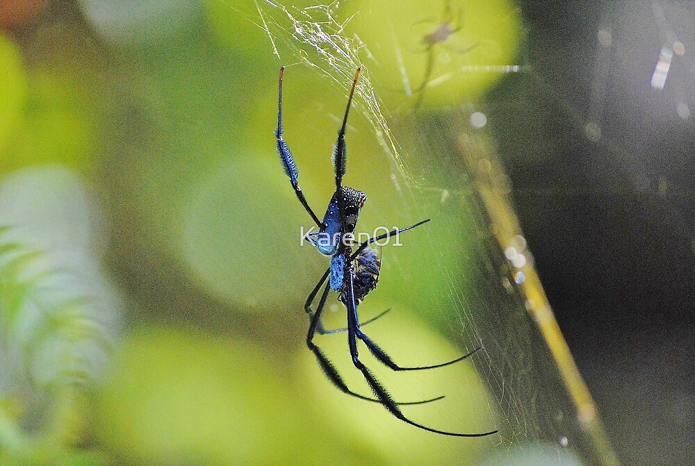 "Blue spider, South Africa" by Karen01 | Redbubble