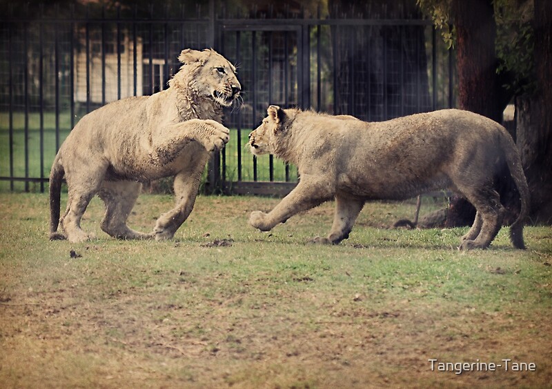 "We Play 'Ruff'" by Tangerine-Tane | Redbubble