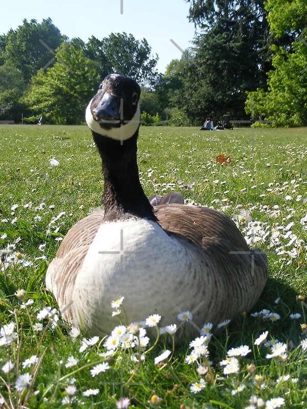 "Hey You want some Bread!" by roggcar | Redbubble