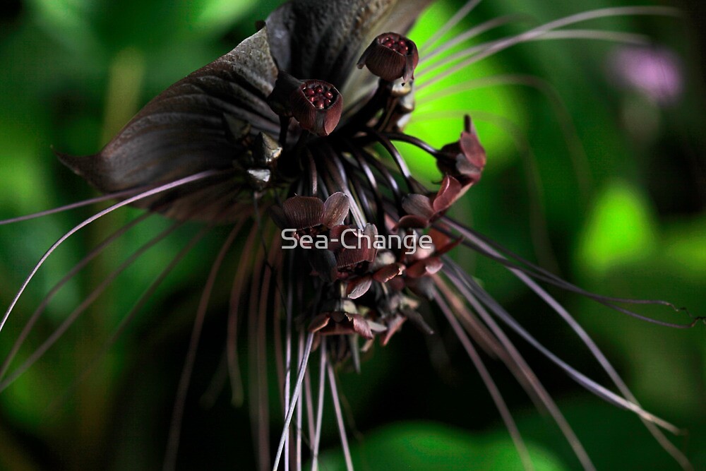 "Bat Orchid" by Sea-Change | Redbubble