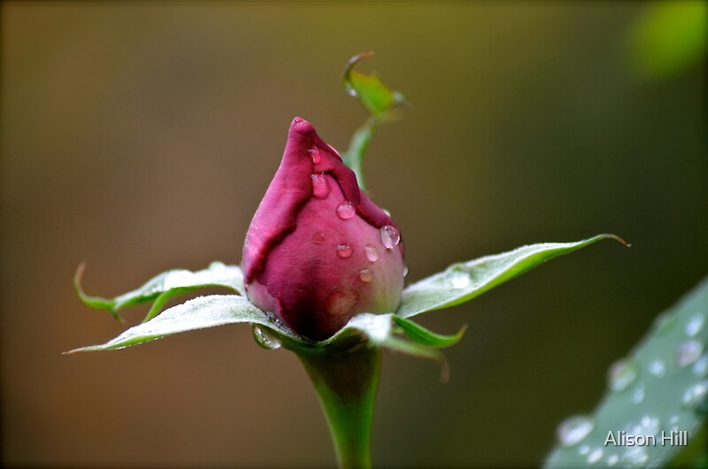 "Beautiful Budding Rose" by Alison Hill | Redbubble