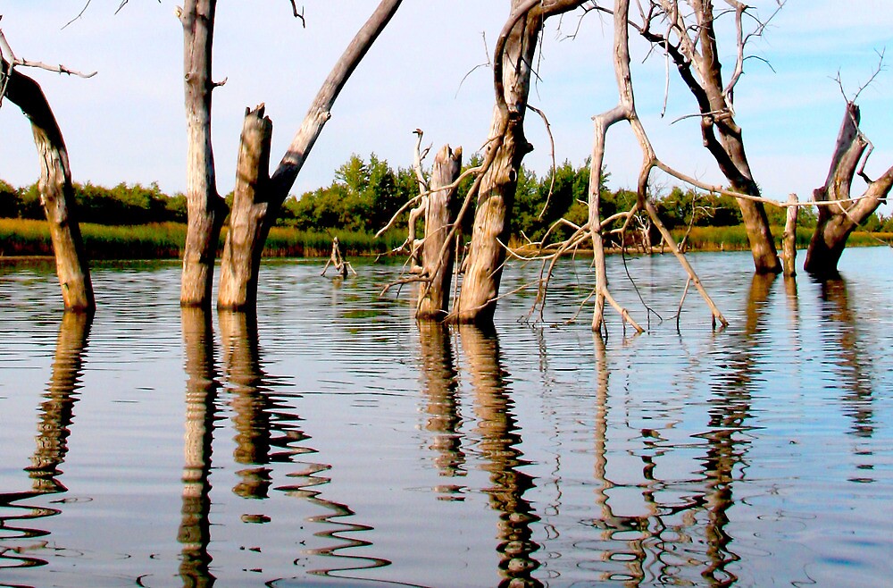 "Dead Trees in the water. Aurora reservoir. Colorado. #9" by Anatoly ...