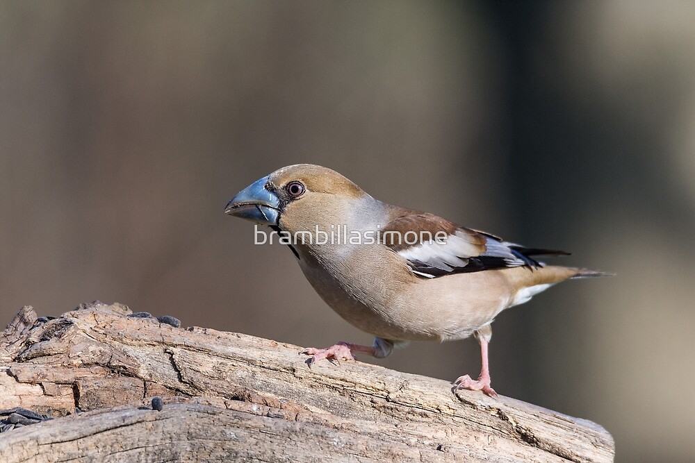 "The hawfinch bird (Coccothraustes coccothraustes) Frosone comune" by ...