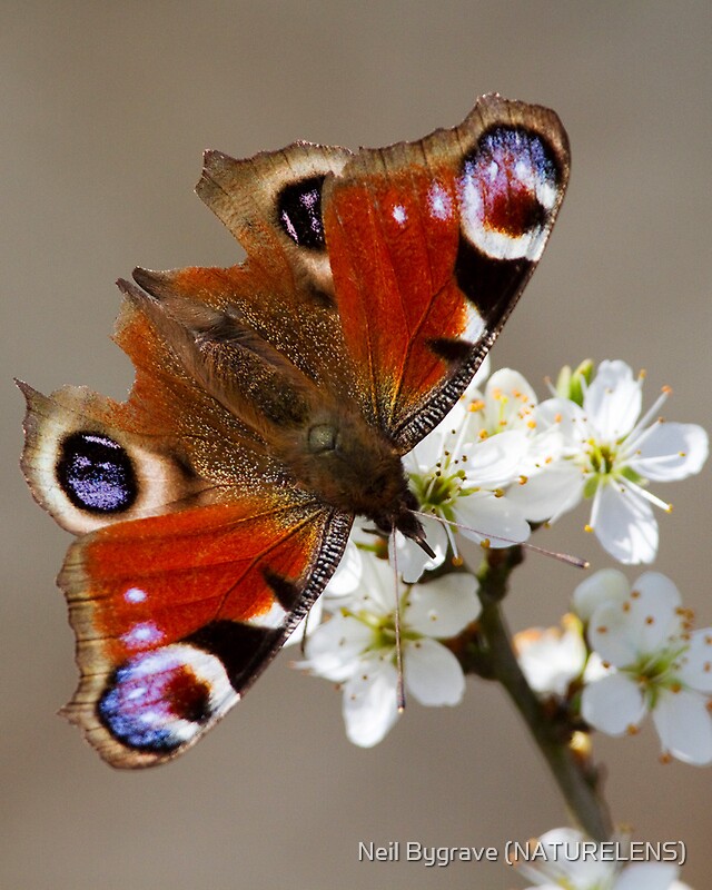 "Spring Peacock Butterfly" by Neil Bygrave (NATURELENS) | Redbubble