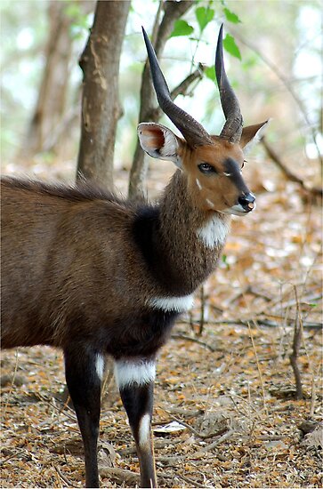 Bosbok | Africa animals, Animals wild, African animals