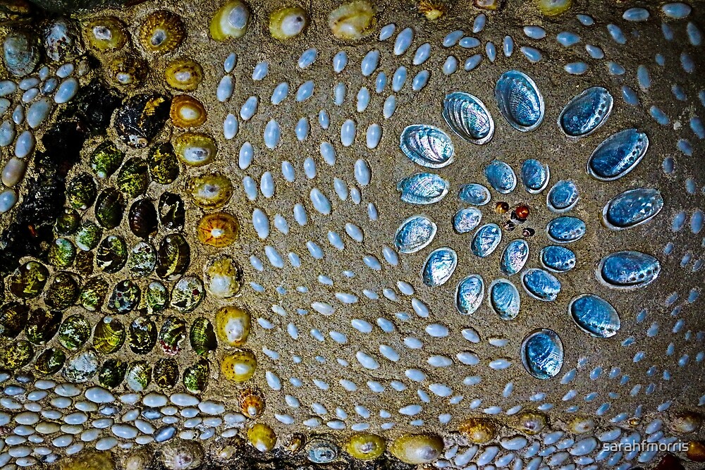 "Shell Patterns" by sarahfmorris | Redbubble