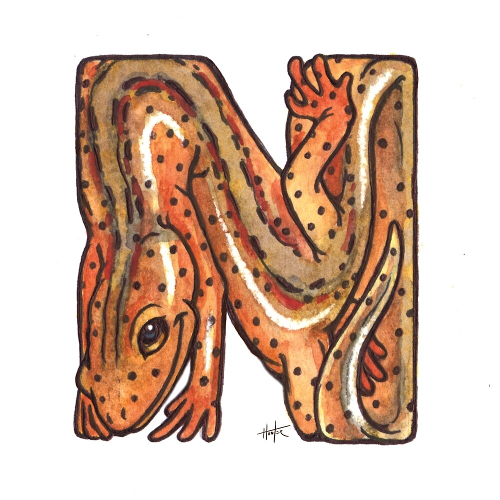 "N - Newt, Animalphabet" by LlynHunter | Redbubble