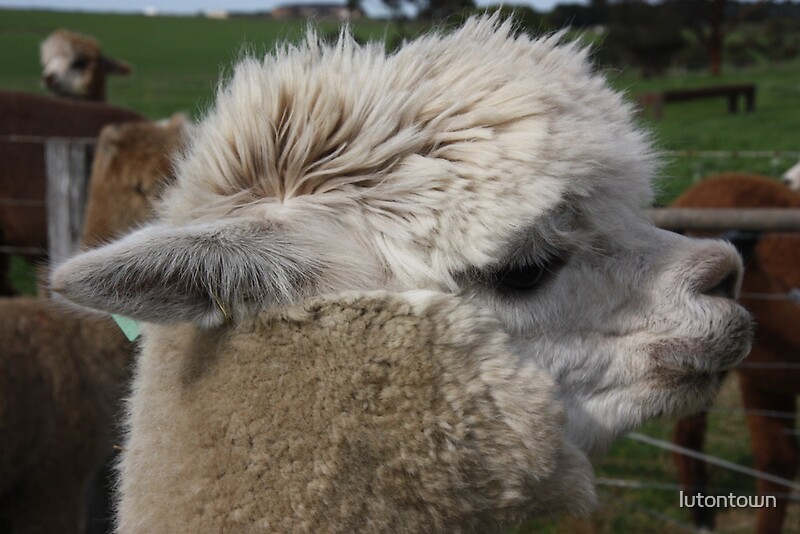 "al packer or llama?" by lutontown | Redbubble