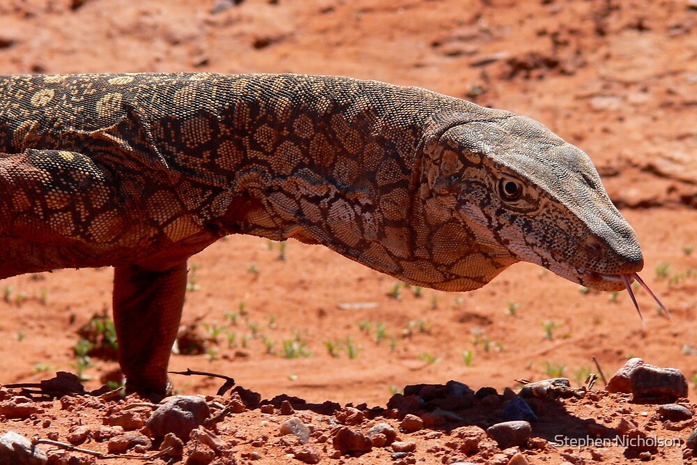 "Perentie Lizard - Central Australia" by Stephen Nicholson | Redbubble