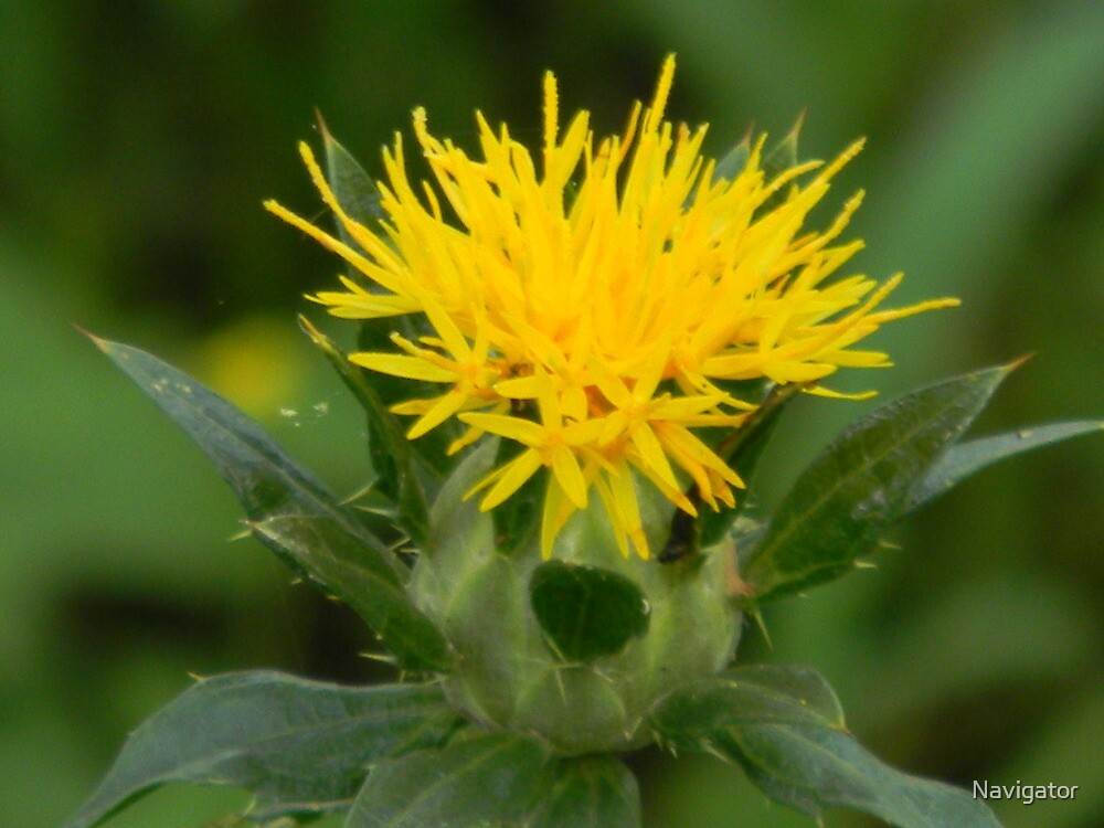 "Maltese Star Thistle - Tocalote" by Navigator | Redbubble