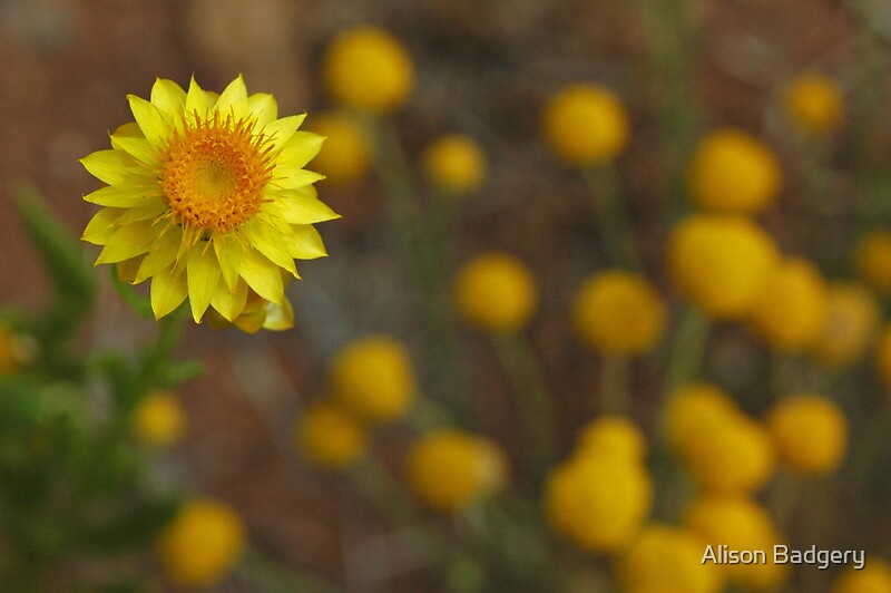 "Native Yellow Flower, Northern Territory" by Alison Badgery | Redbubble