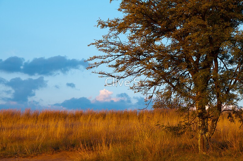 "Typical South African Veld" by Clive S | Redbubble