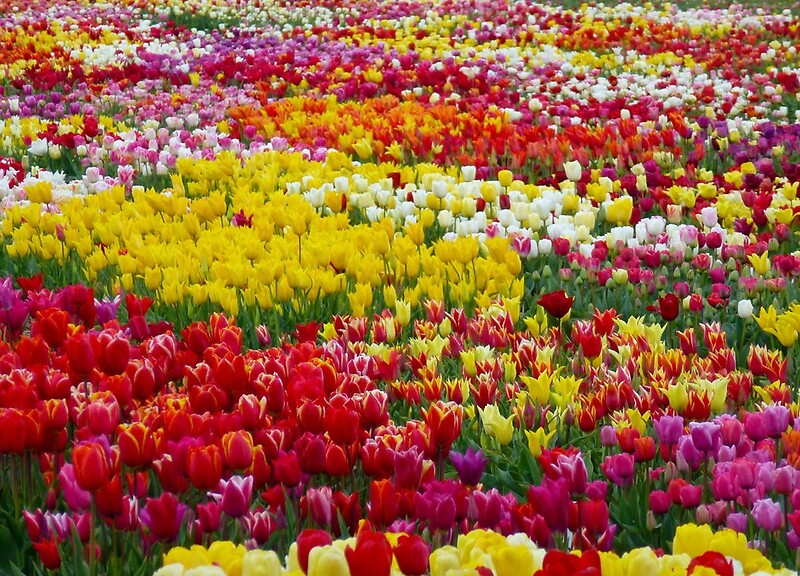 "the world's most beautiful tulip garden" by supergold | Redbubble
