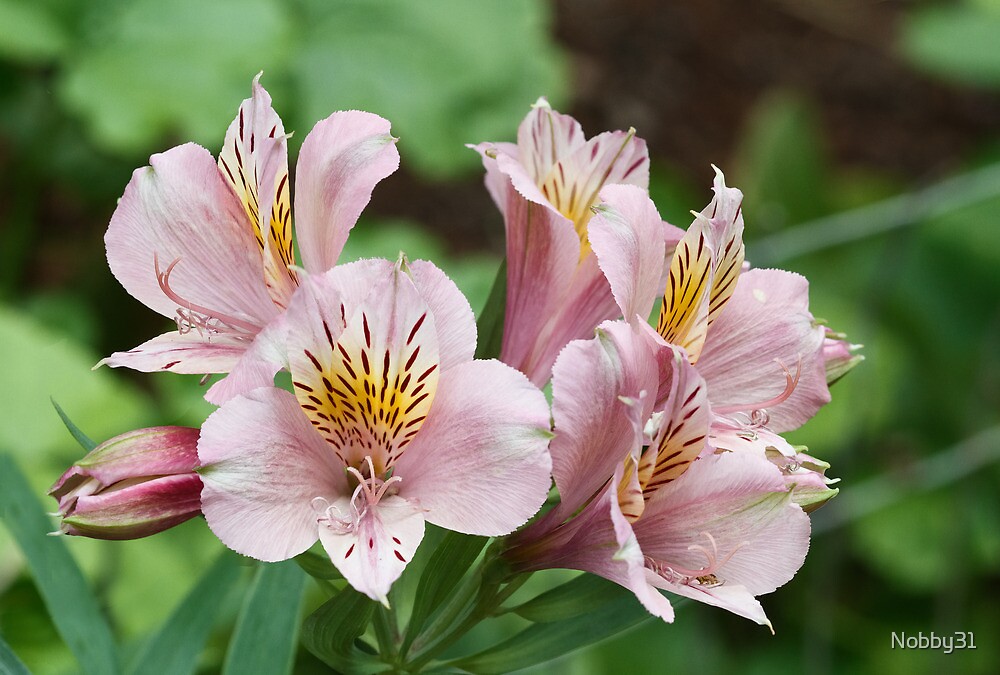 "Alstroemeria - Inca Lily pretty in pink" by Nobby31 | Redbubble
