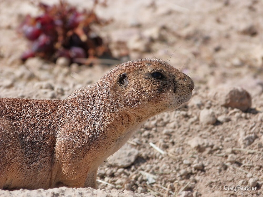 "Prairie Dog of the Chihuahuan Desert" by GreyFeather | Redbubble