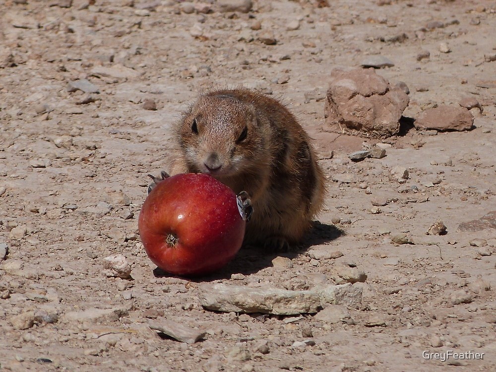 "Prairie Dog of the Chihuahuan Desert" by GreyFeather | Redbubble