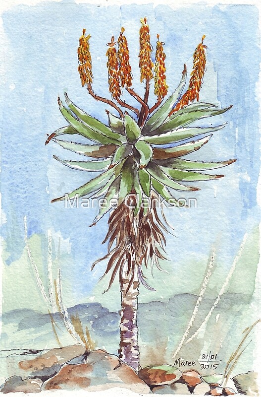 "Aloe ferox painting 2 " by Maree Clarkson | Redbubble