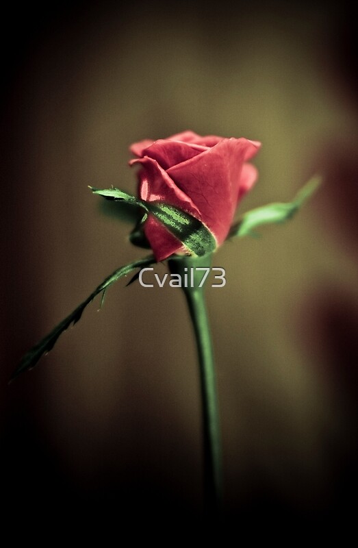 "Persistent rose" by Cvail73 | Redbubble
