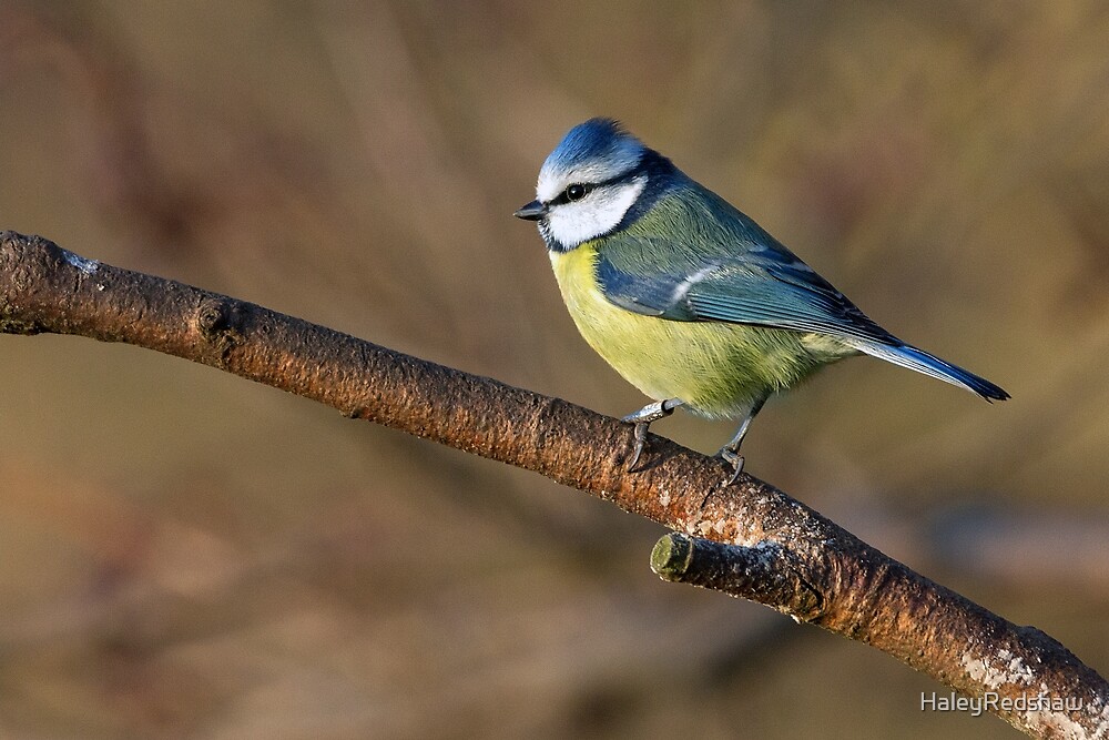 "Wildlife beautiful blue titt bird" by HaleyRedshaw | Redbubble