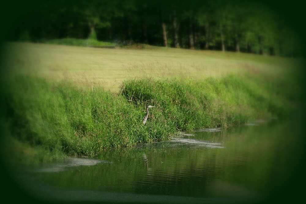 "Great Blue Heron at edge of Trojan pond, near Goble, Oregon" by Dawna ...