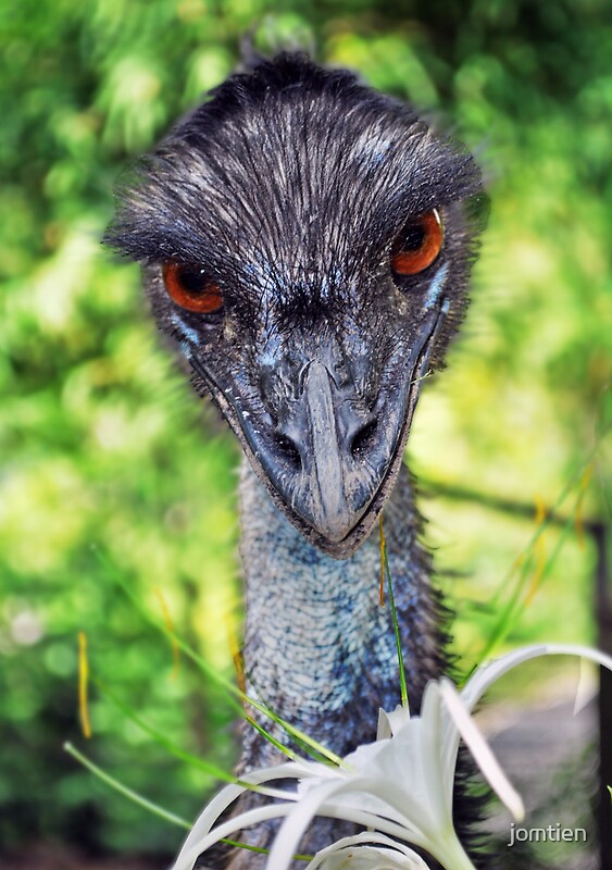 "angry emu" by jomtien | Redbubble