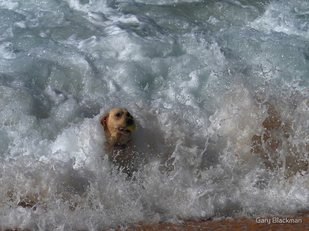 "Labrador dog surfing for the ball" by Gary Blackman | Redbubble
