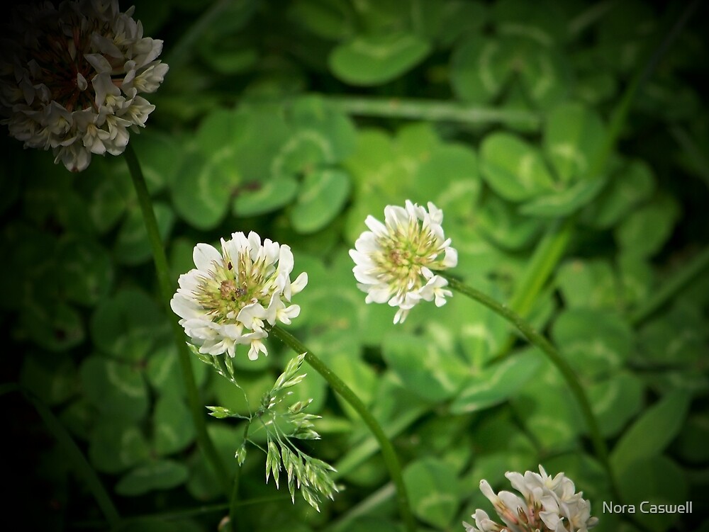 "Beautiful Clover" by Nora Caswell | Redbubble