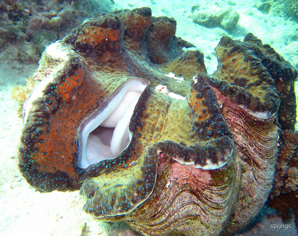 "CLAM MOUTH - GIANT CLAM" by springs | Redbubble