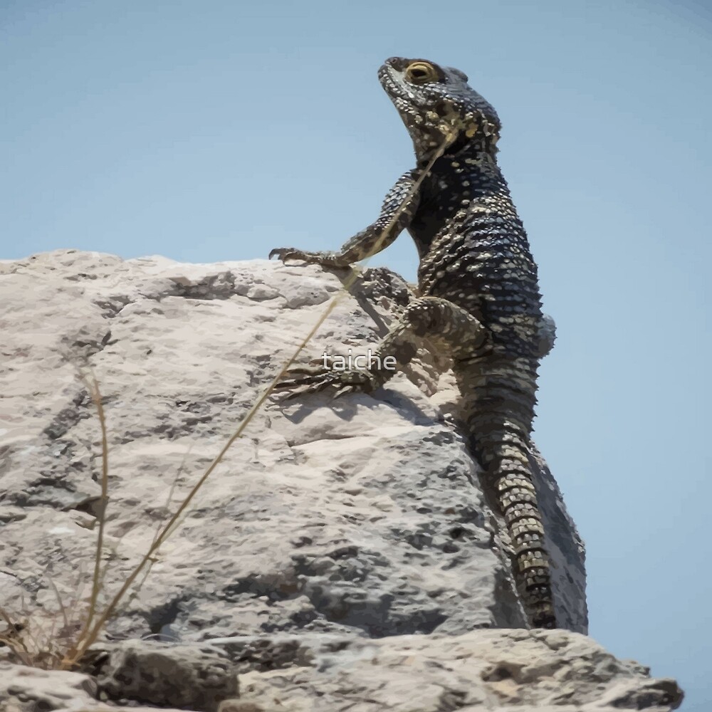 "Lizard Sunbathing On A Rock Vector" by taiche | Redbubble