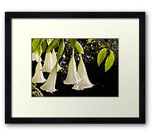 "White Angel Trumpets " by papillonphoto | Redbubble