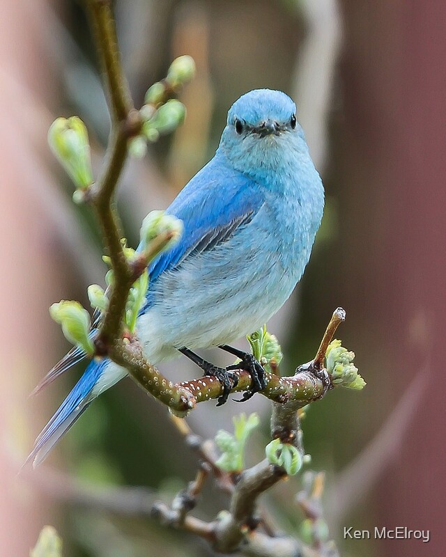 "Bluebird Portrait #2" by Ken McElroy | Redbubble