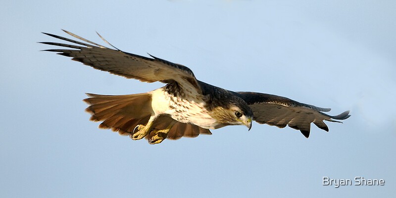 "Red Tailed Hawk Swooping " by Bryan Shane | Redbubble