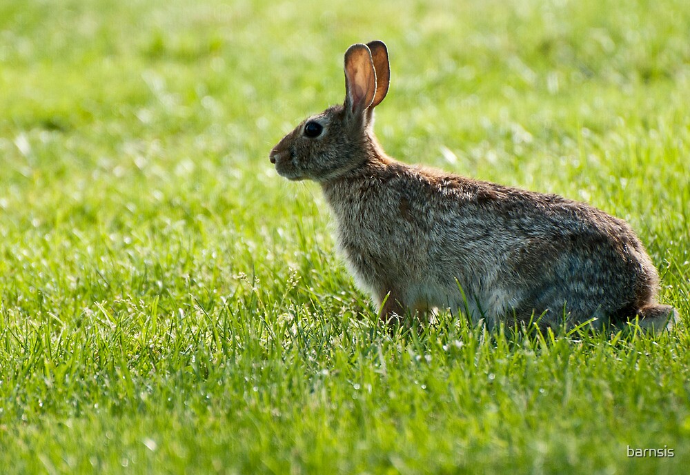 "Bunny Rabbit ~ Cotton Tail ~ Thumper ~ Easter Bunny ~ Rabbit" by ...